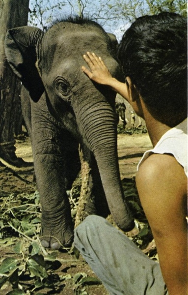 Therapy Elephant Brings Serenity Now – I Don't Get It